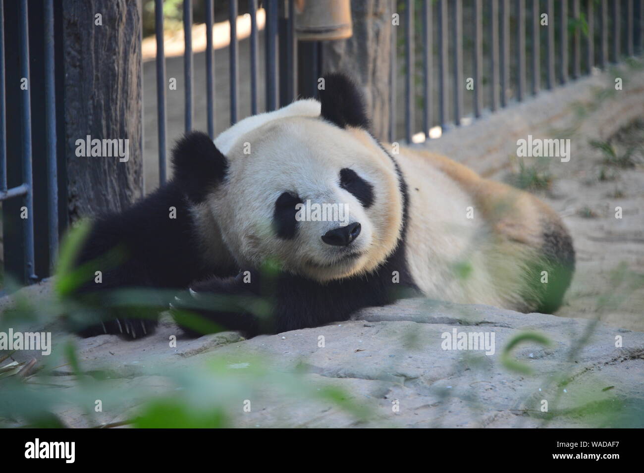 --FILE--The giant panda Pang-Da-Hai rests at the Beijing zoo in Beijing ...