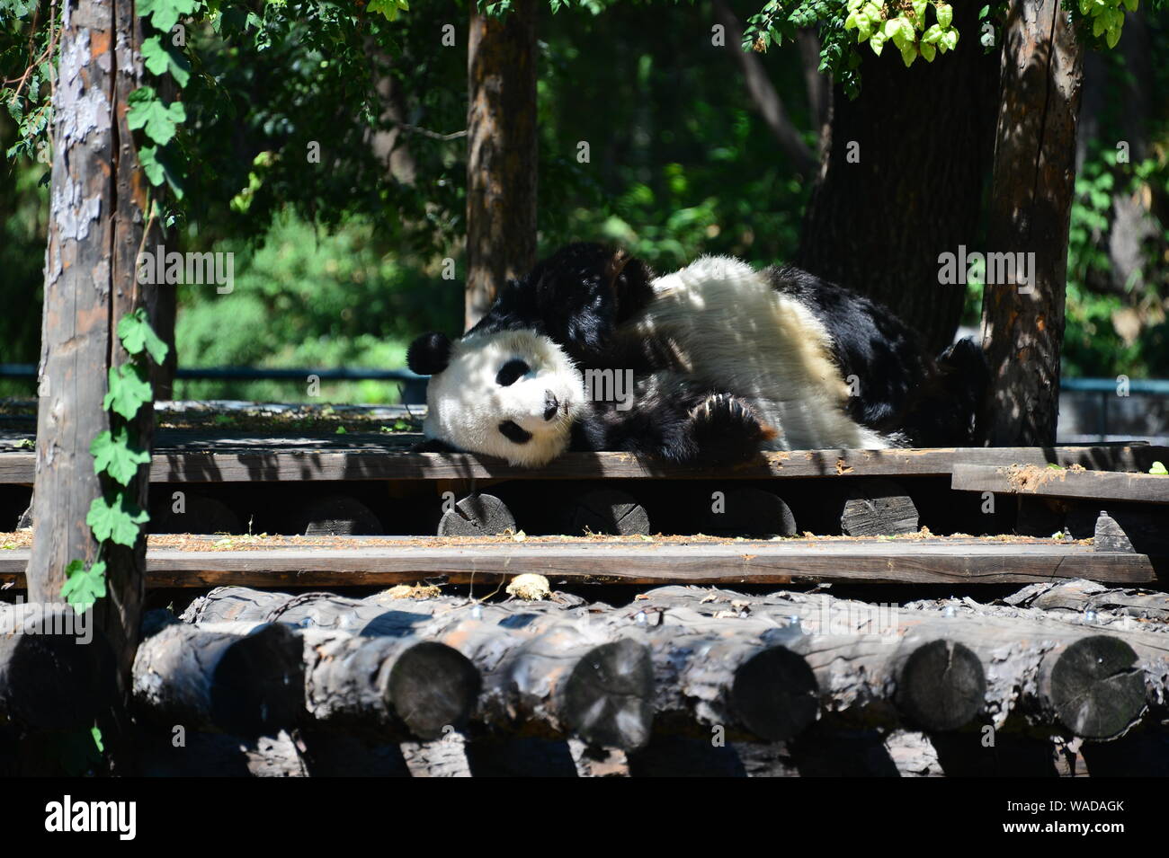 --FILE--The giant panda Pang-Da-Hai rests at the Beijing zoo in Beijing ...