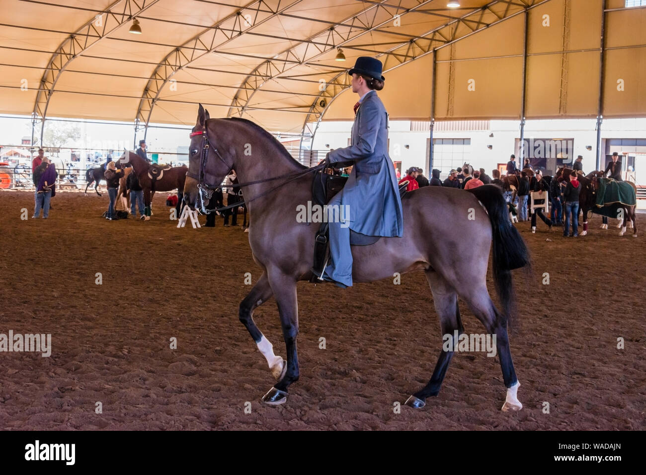 Well trained horse hi-res stock photography and images - Alamy