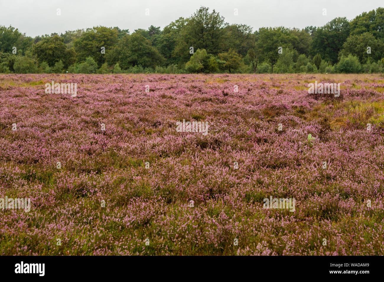 Heather field hi-res stock photography and images - Alamy