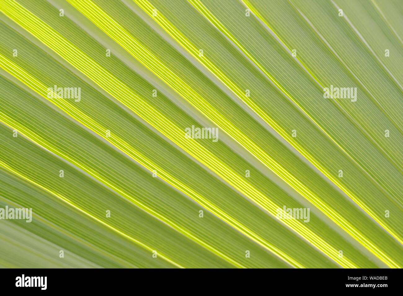 Leaf with diagonal lines hi-res stock photography and images - Alamy