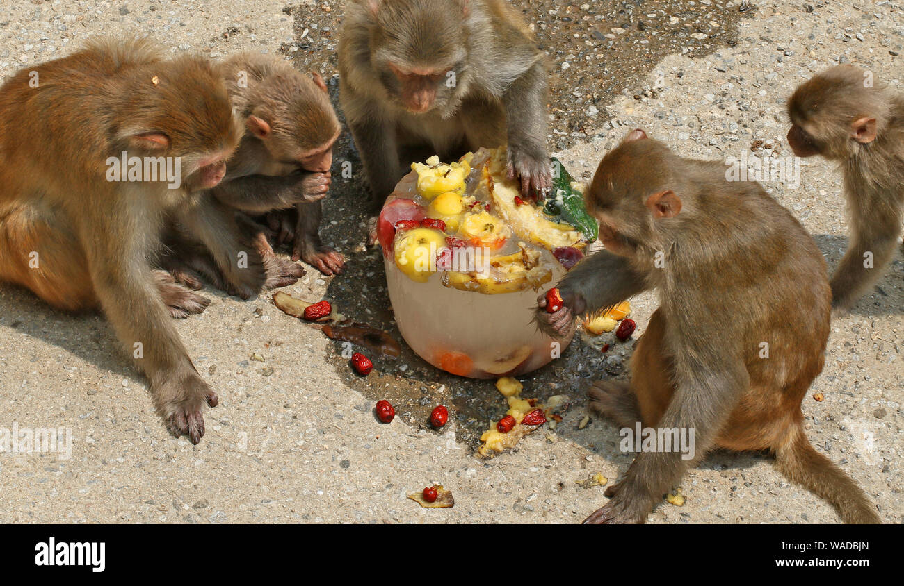 Zoo vegetables hi-res stock photography and images - Alamy