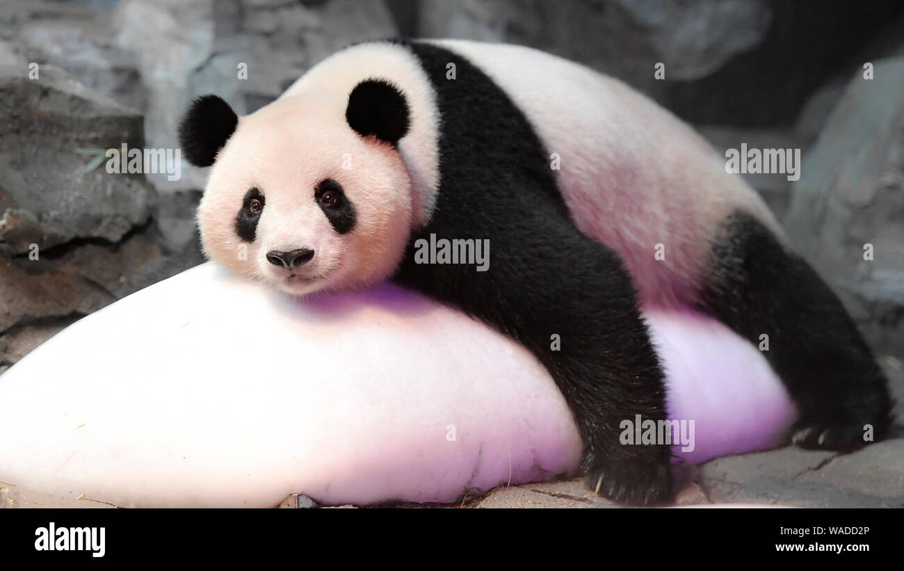 Longlong, the giant panda living at Guangzhou Chimelong Safari Park, to ...