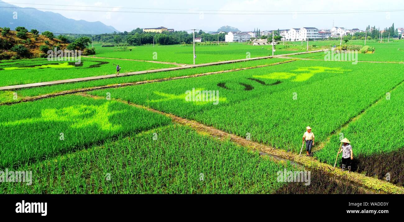 A 3D rice paddy painting of a national flag to celebrate the 70th ...