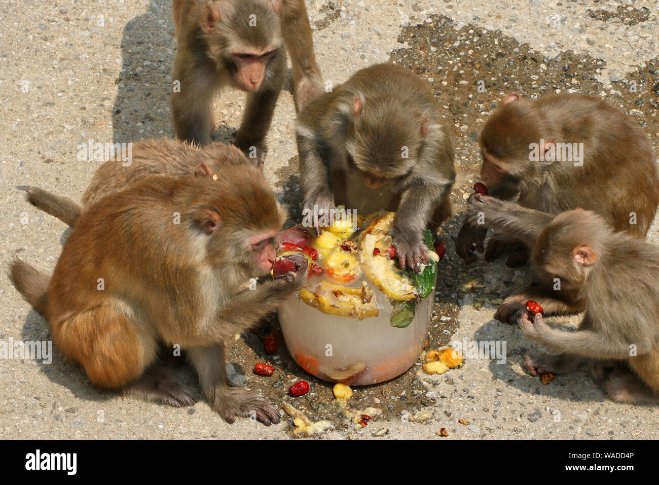 Zoo vegetables hi-res stock photography and images - Alamy