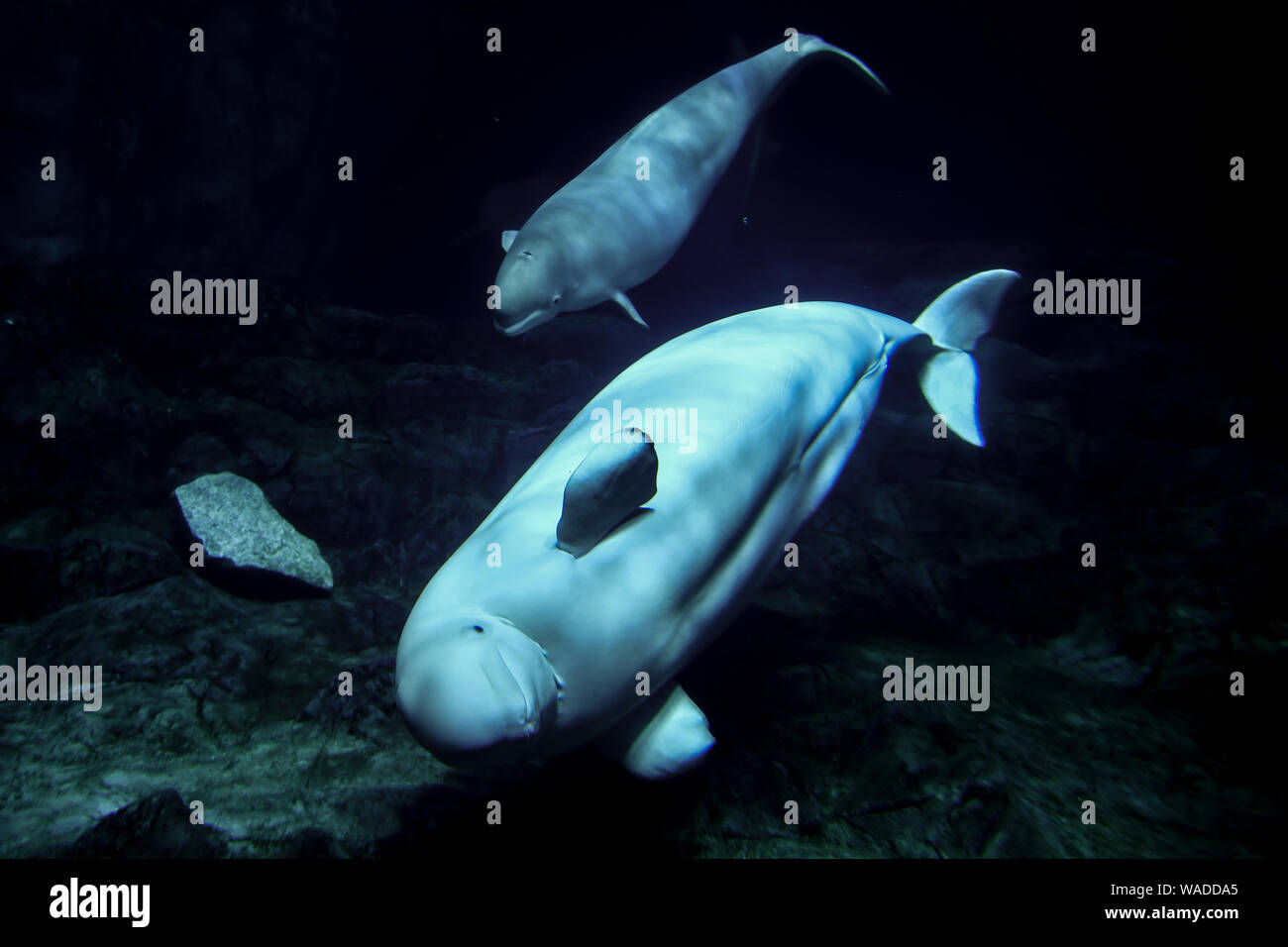 A female white whale and two calves play as they meet the public for ...