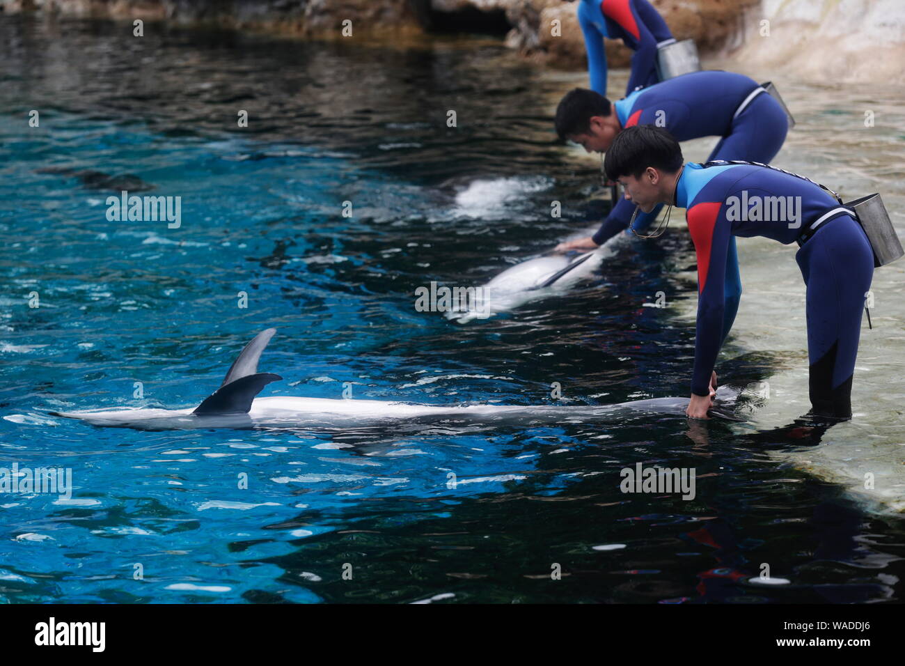 Three pacific white-sided dolphin cubs and its mother play and perform ...