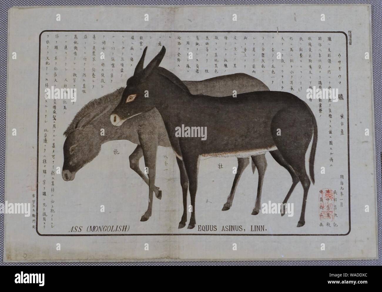 Donkey, in the Prints of Animals, text by Takeda Masatsugu, annotated ...