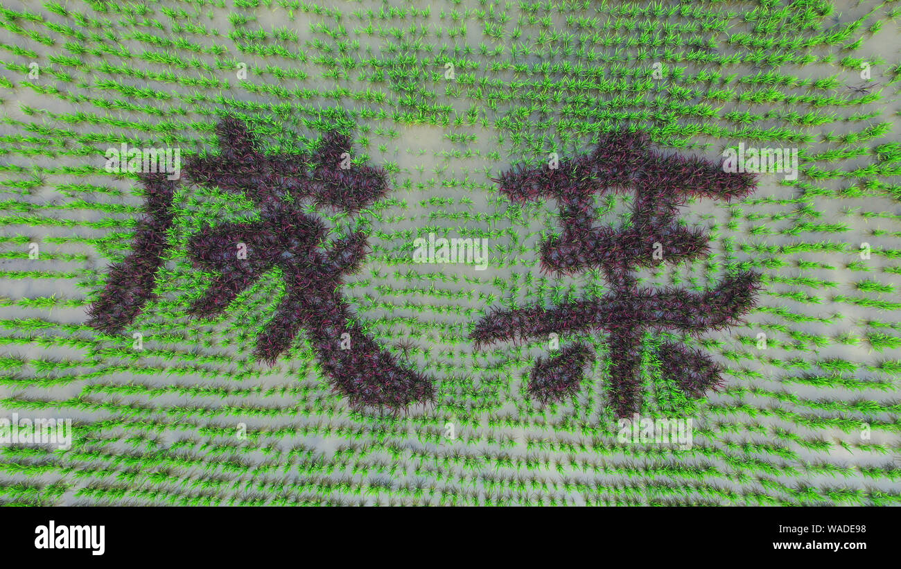 An aerial view of 3D rice paddy paintings with the theme of ancient ...