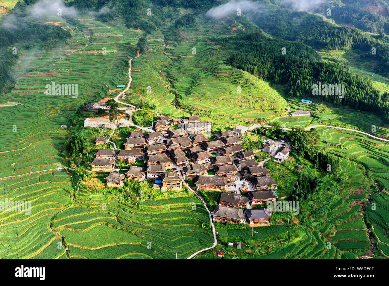 Landscape of the terraced rice fields surrounded by mist and cloud in ...