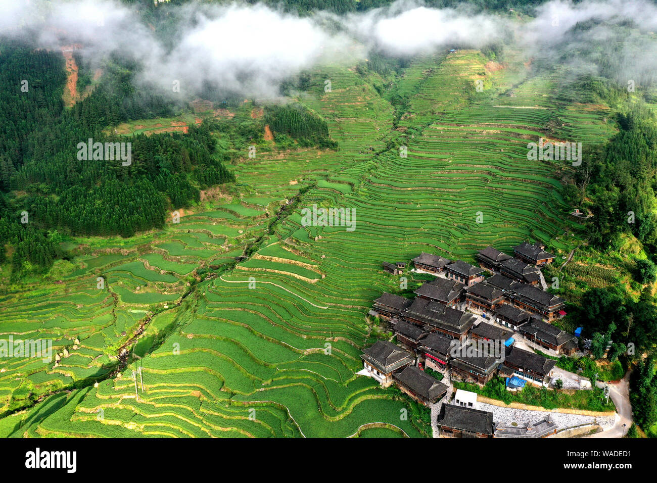 Landscape of the terraced rice fields surrounded by mist and cloud in ...