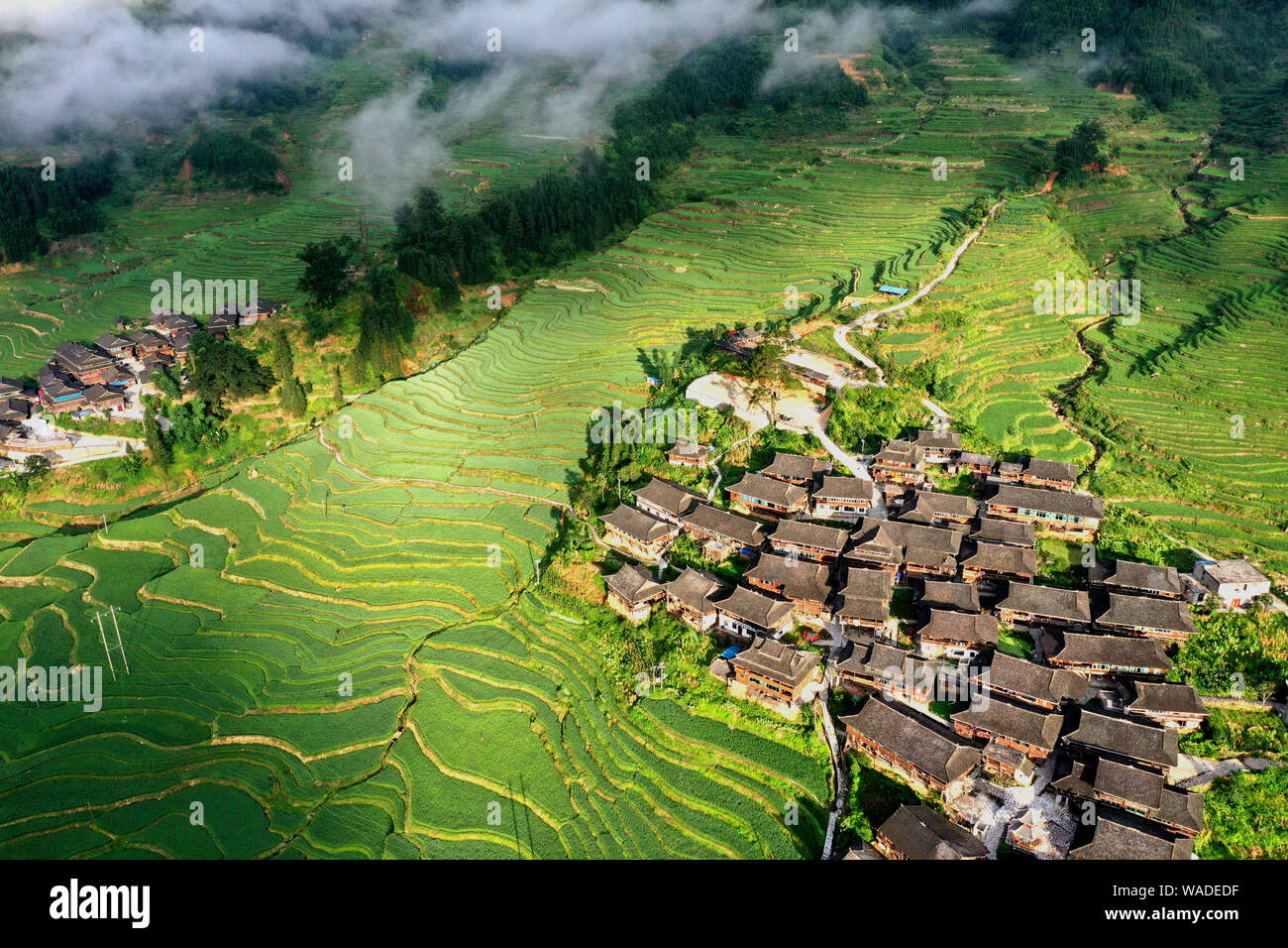 Landscape of the terraced rice fields surrounded by mist and cloud in ...