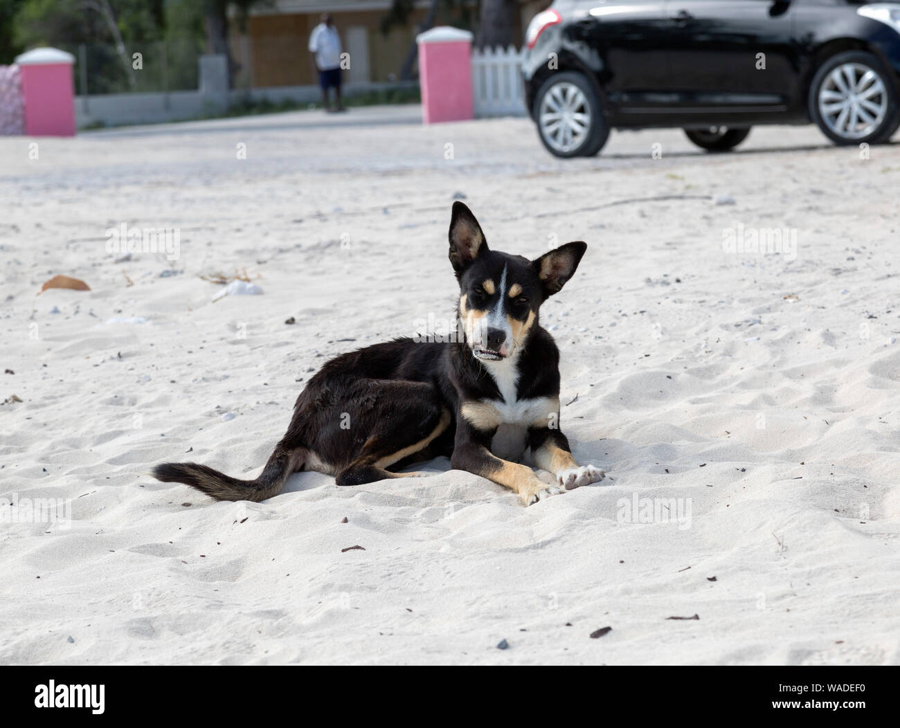 Do Potcake Dogs Shed