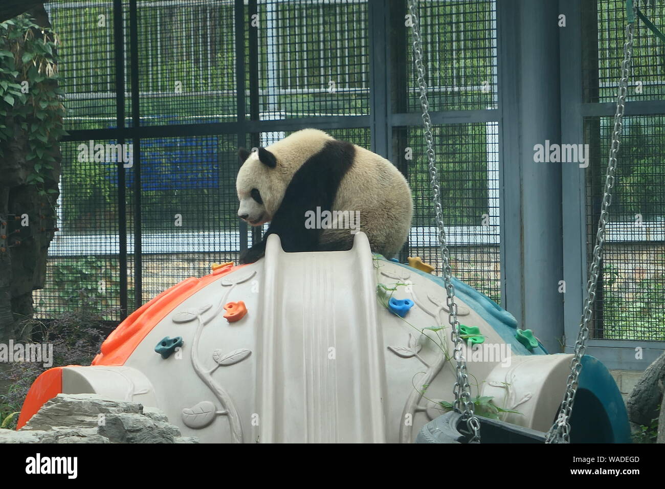 Giant Pandas are transferred to air-conditioned rooms to prevent these ...