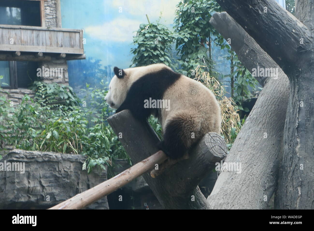 Giant Pandas are transferred to air-conditioned rooms to prevent these ...