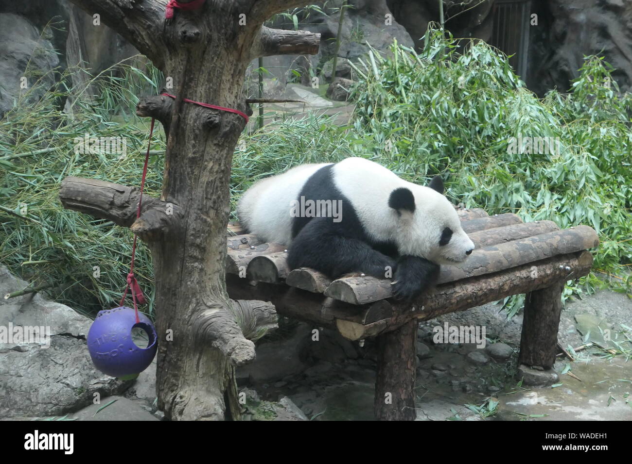 Giant Pandas are transferred to air-conditioned rooms to prevent these ...