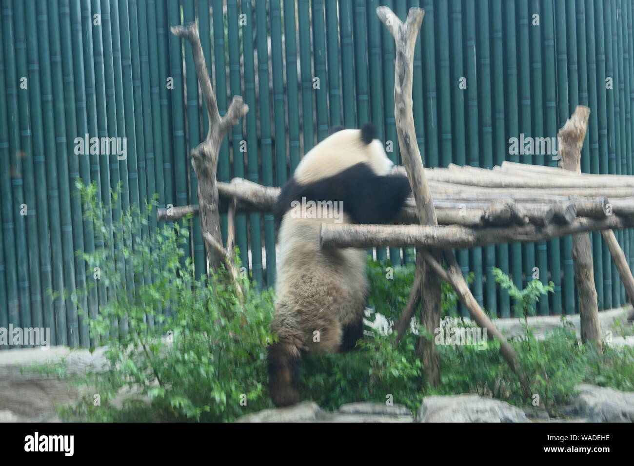 Giant Pandas are transferred to air-conditioned rooms to prevent these ...