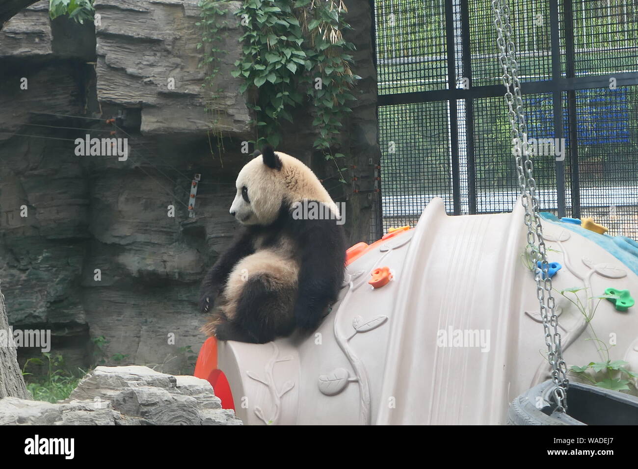 Giant Pandas are transferred to air-conditioned rooms to prevent these ...