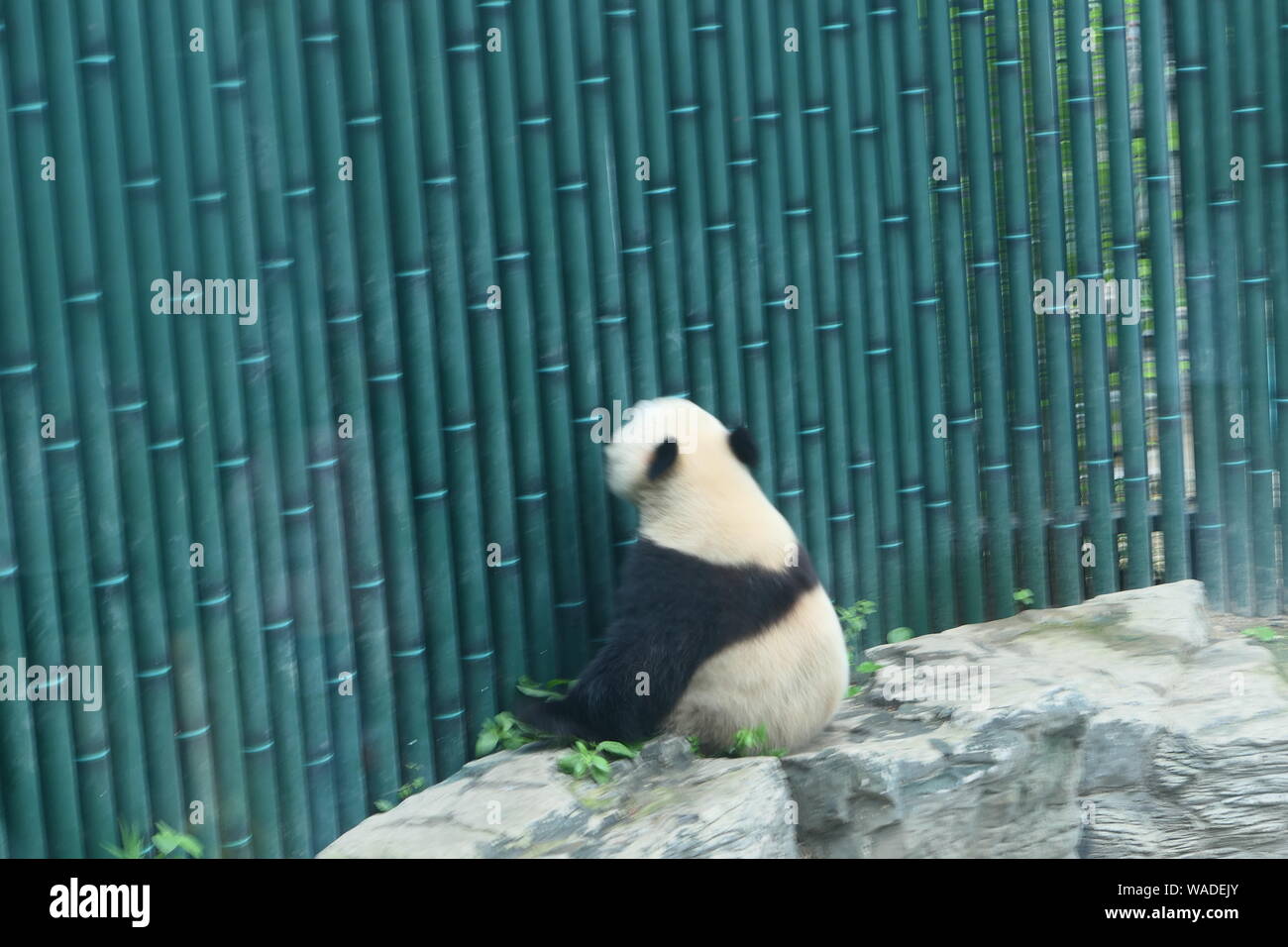Giant Pandas are transferred to air-conditioned rooms to prevent these ...