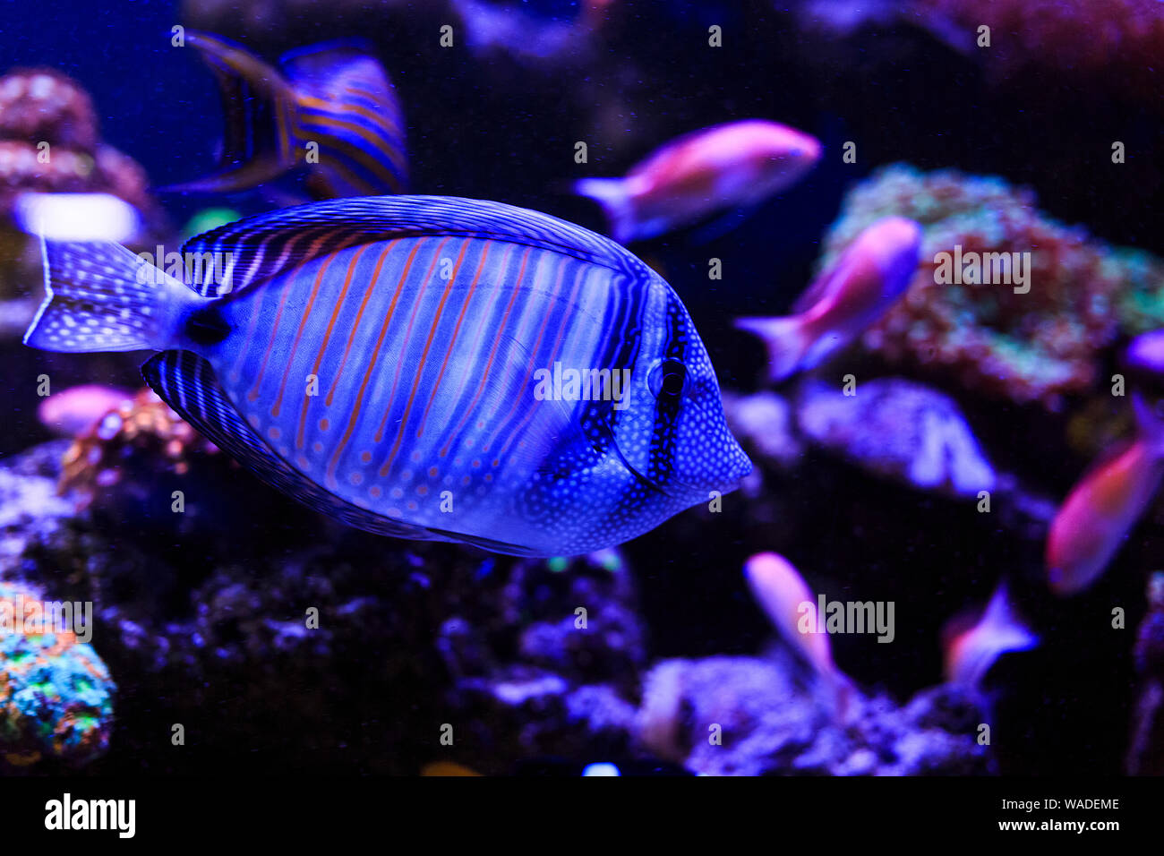 Beautiful group of sea fishes captured on camera under the water under ...