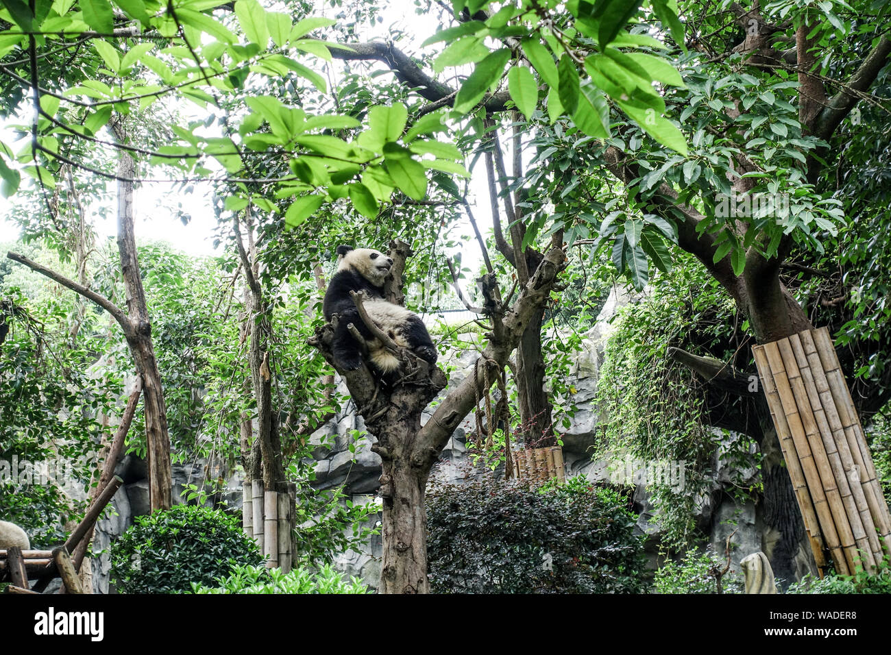 A giant panda sleeps on a tree at the Chengdu Research Base of Giant ...