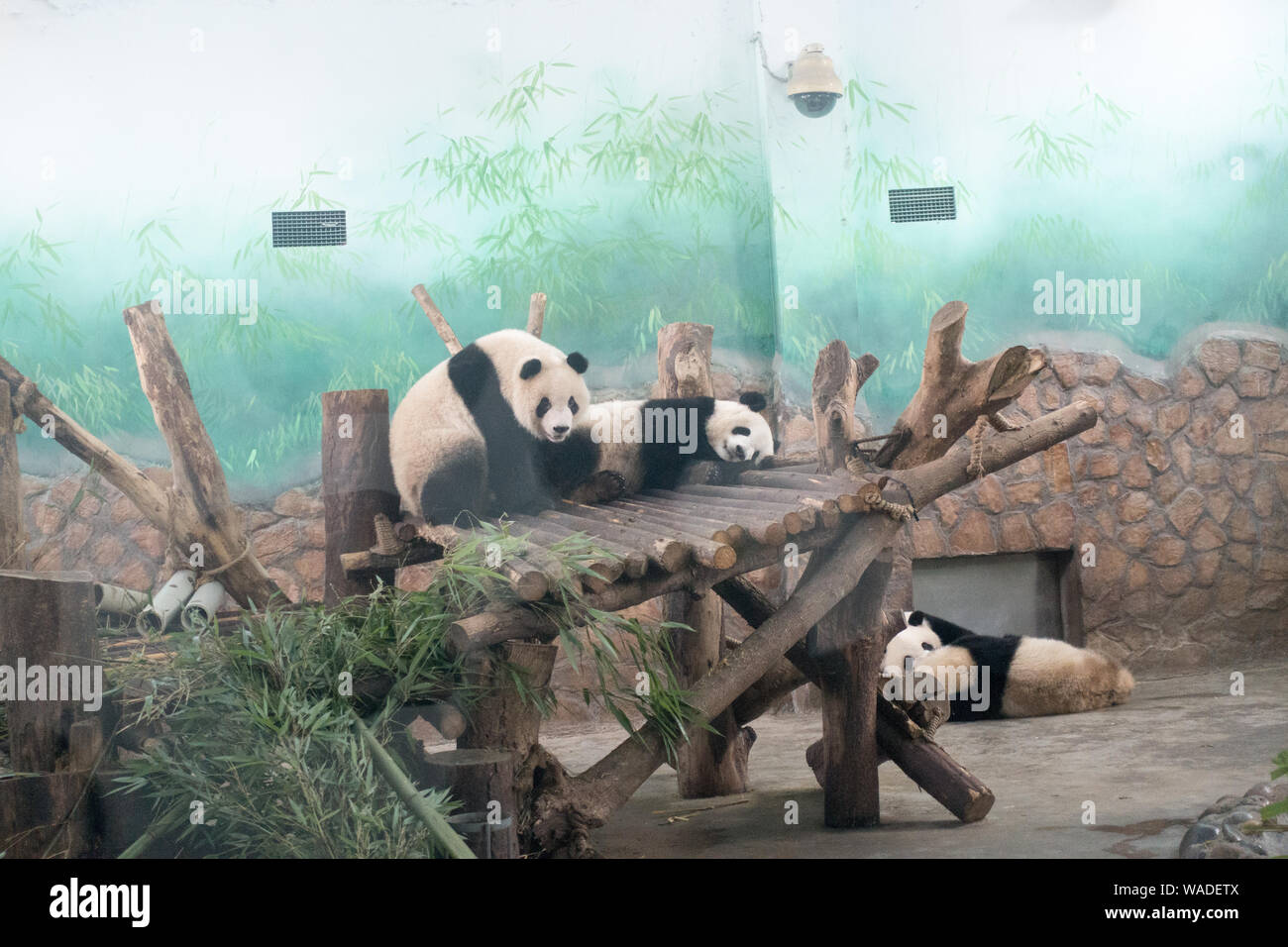 Giant pandas sleep on a wooden stand at the Chengdu Research Base of ...