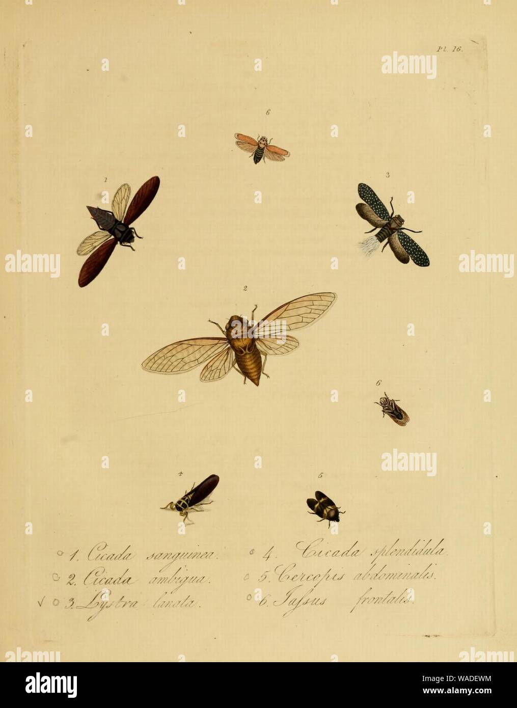 Donovan - Insects of China, 1838 - pl 16 Stock Photo - Alamy