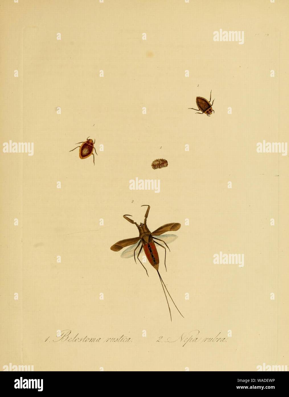 Donovan - Insects of China, 1838 - pl 19 Stock Photo - Alamy