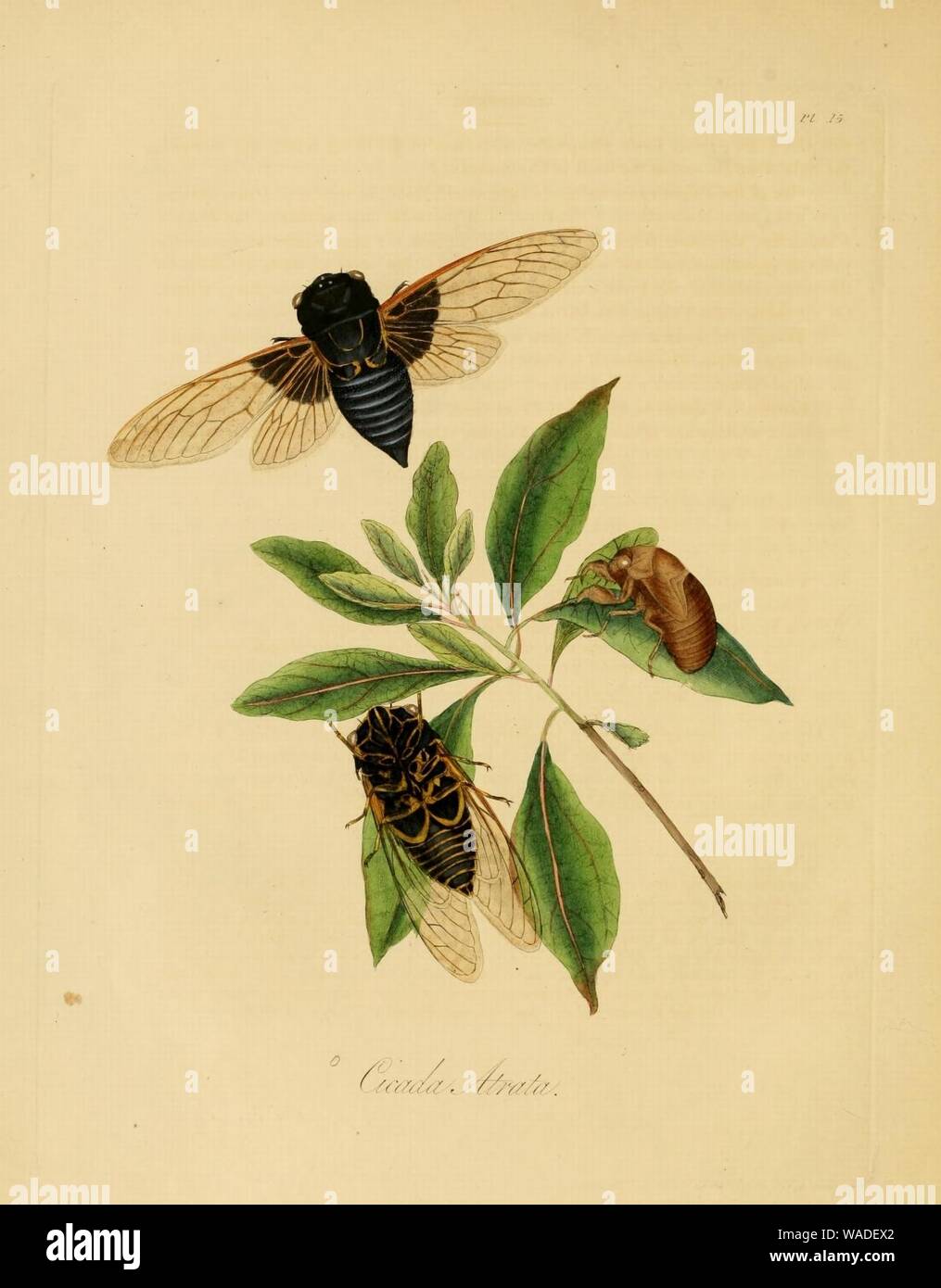 Donovan - Insects of China, 1838 - pl 15 Stock Photo - Alamy