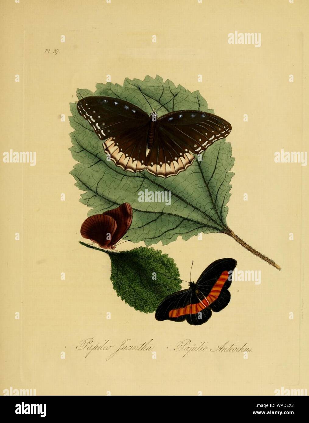 Donovan - Insects of China, 1838 - pl 37 Stock Photo - Alamy