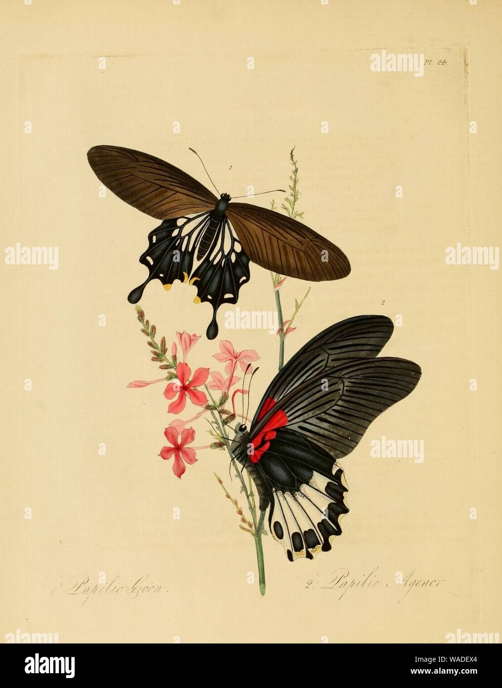 Donovan - Insects of China, 1838 - pl 24 Stock Photo - Alamy