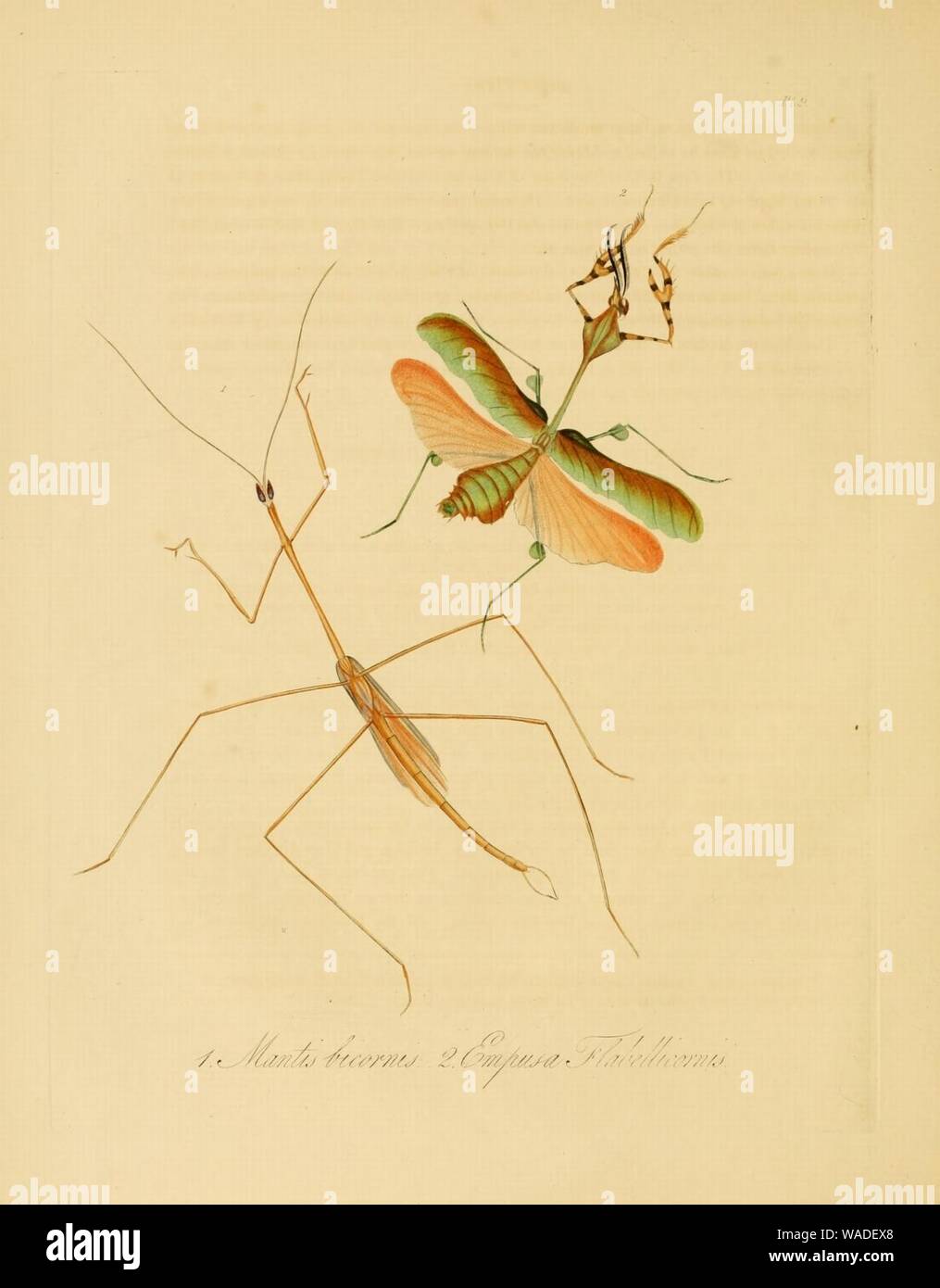 Donovan - Insects of China, 1838 - pl 09 Stock Photo - Alamy