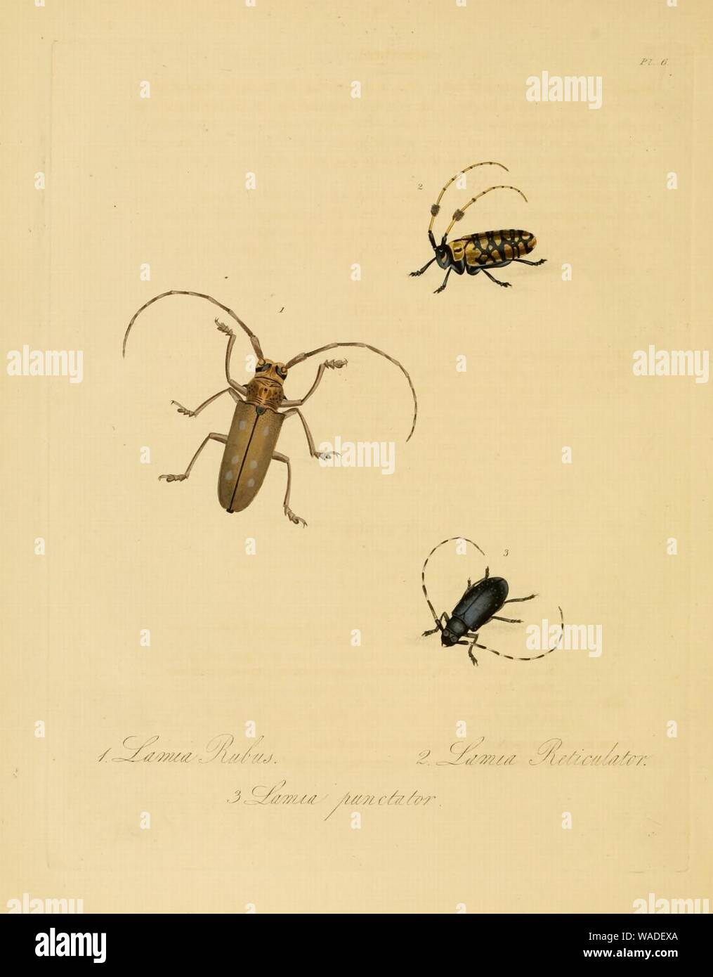 Donovan - Insects of China, 1838 - pl 06 Stock Photo - Alamy