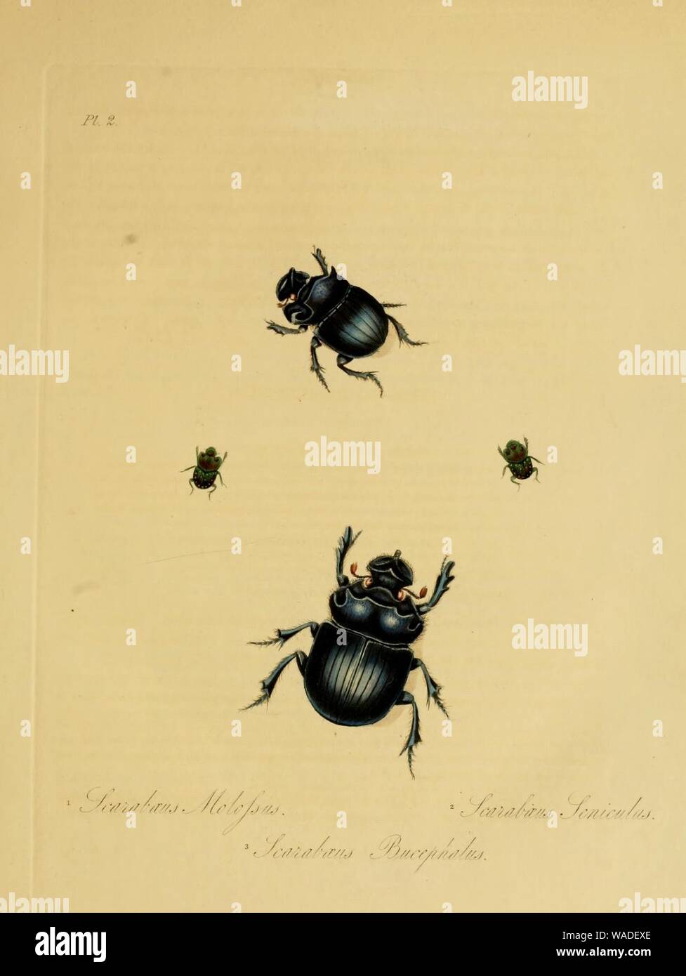 Donovan - Insects of China, 1838 - pl 02 Stock Photo - Alamy