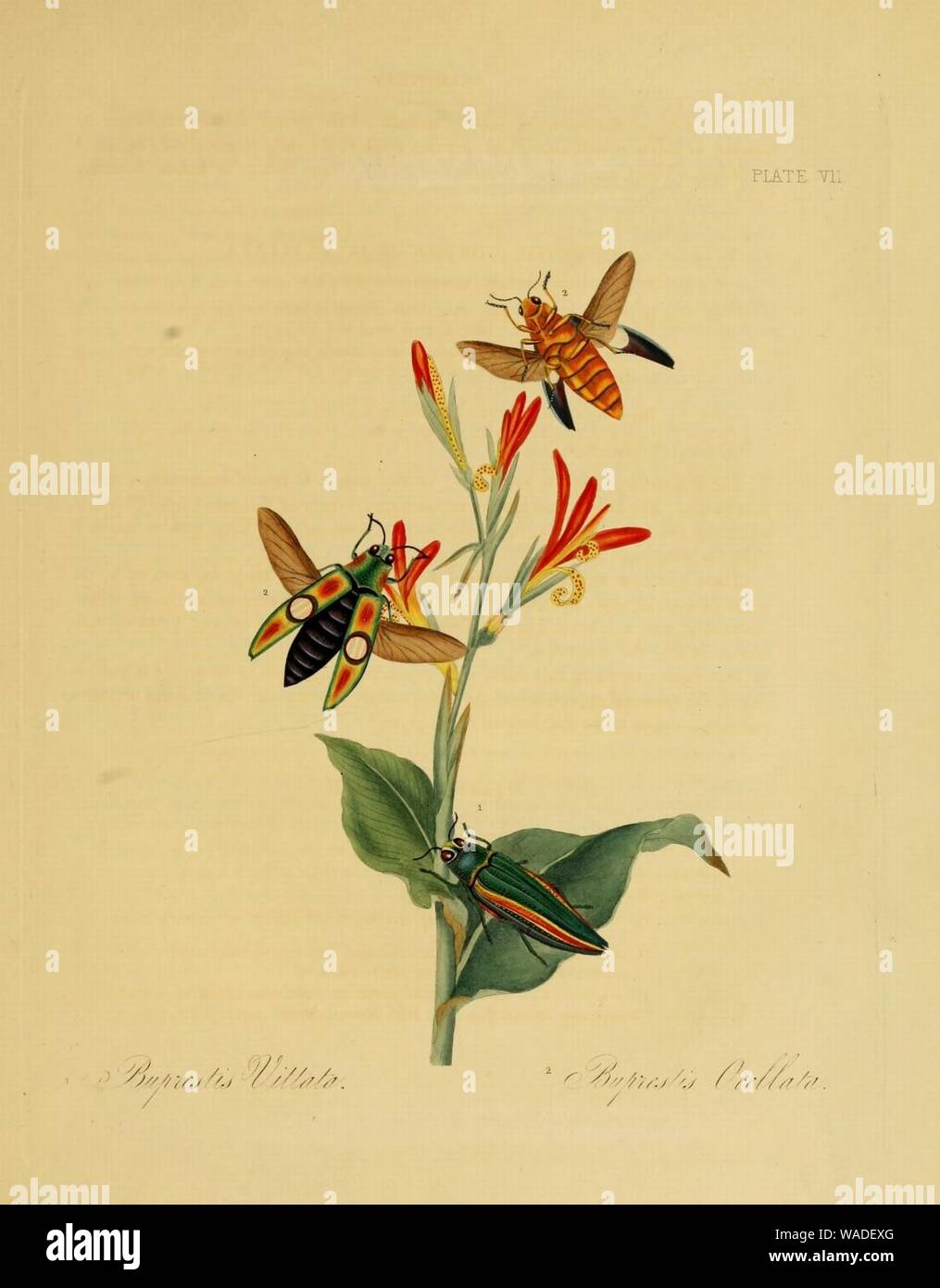 Donovan - Insects of China, 1838 - pl 07 Stock Photo - Alamy
