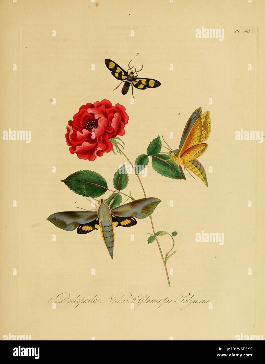 Donovan - Insects of China, 1838 - pl 40 Stock Photo - Alamy