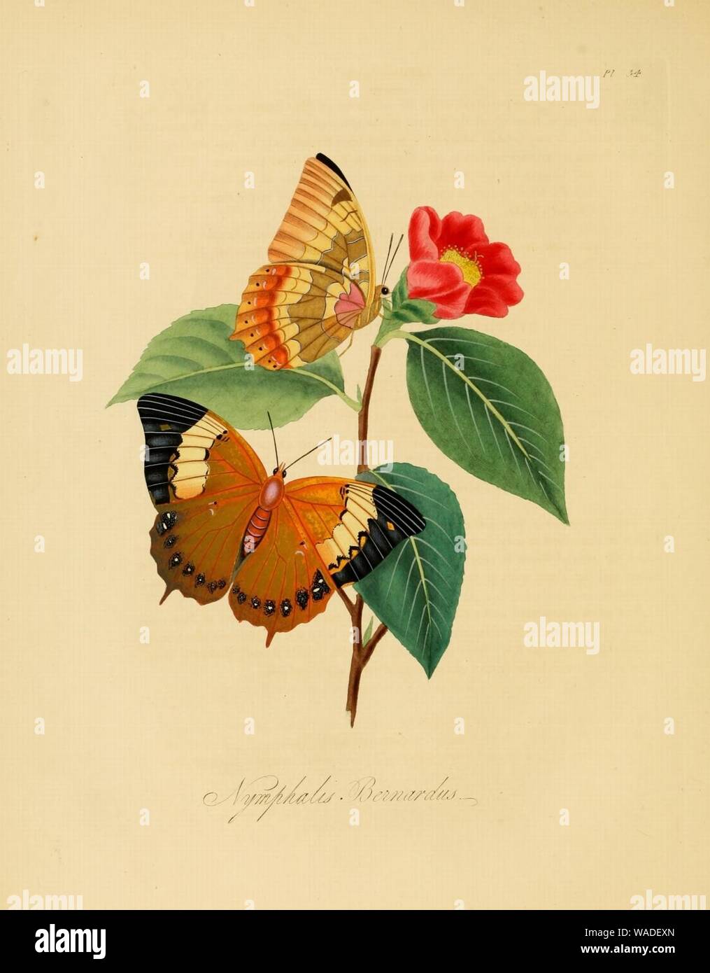 Donovan - Insects of China, 1838 - pl 34 Stock Photo - Alamy