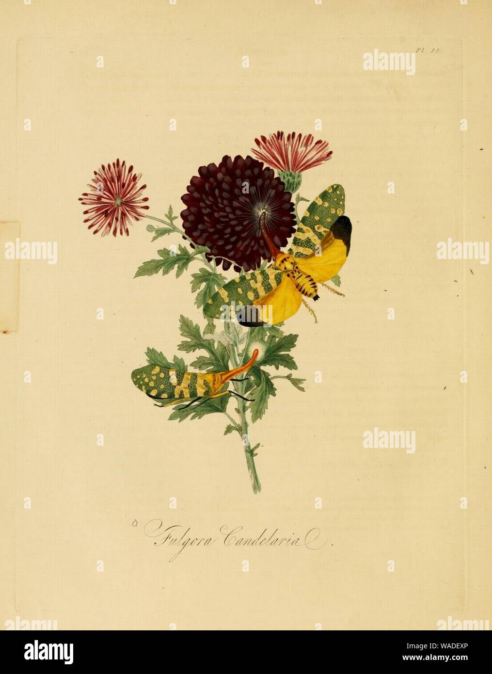 Donovan - Insects of China, 1838 - pl 14 Stock Photo - Alamy