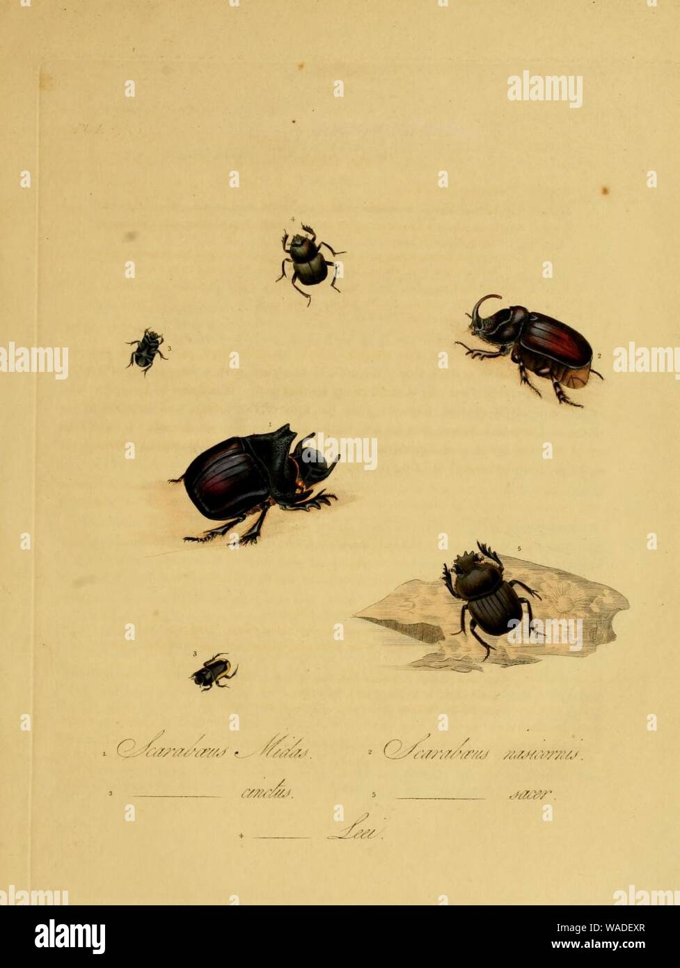 Donovan - Insects of China, 1838 - pl 01 Stock Photo - Alamy