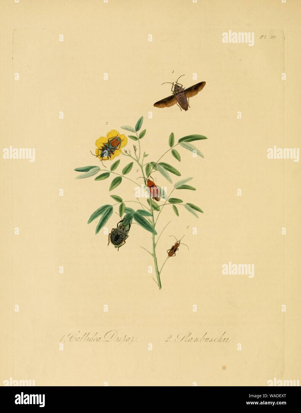 1838 20 hi-res stock photography and images - Alamy