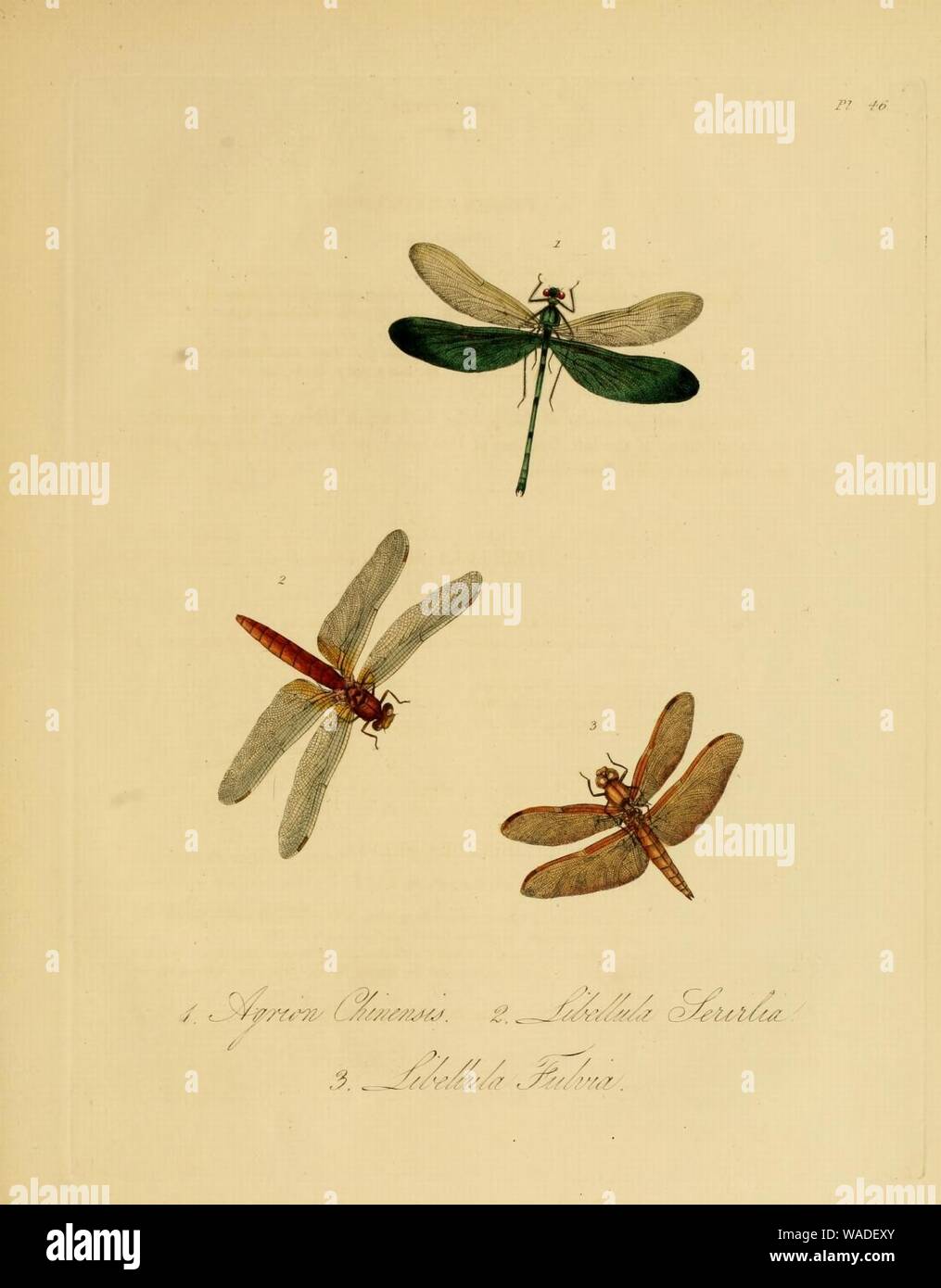 Donovan - Insects of China, 1838 - pl 46 Stock Photo - Alamy