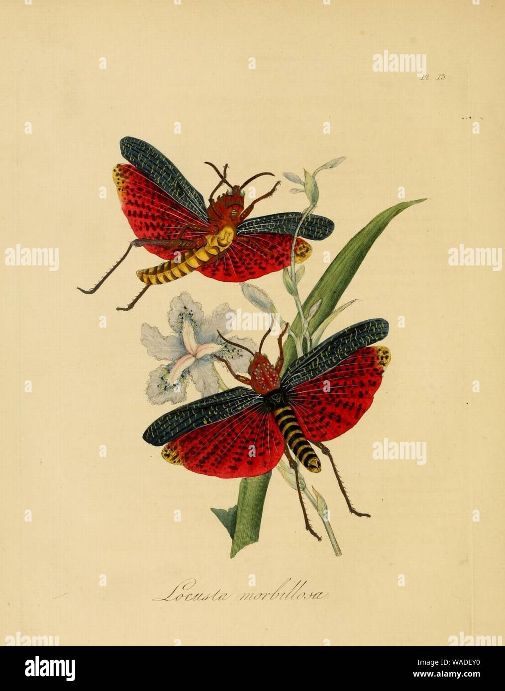 Donovan - Insects of China, 1838 - pl 13 Stock Photo - Alamy