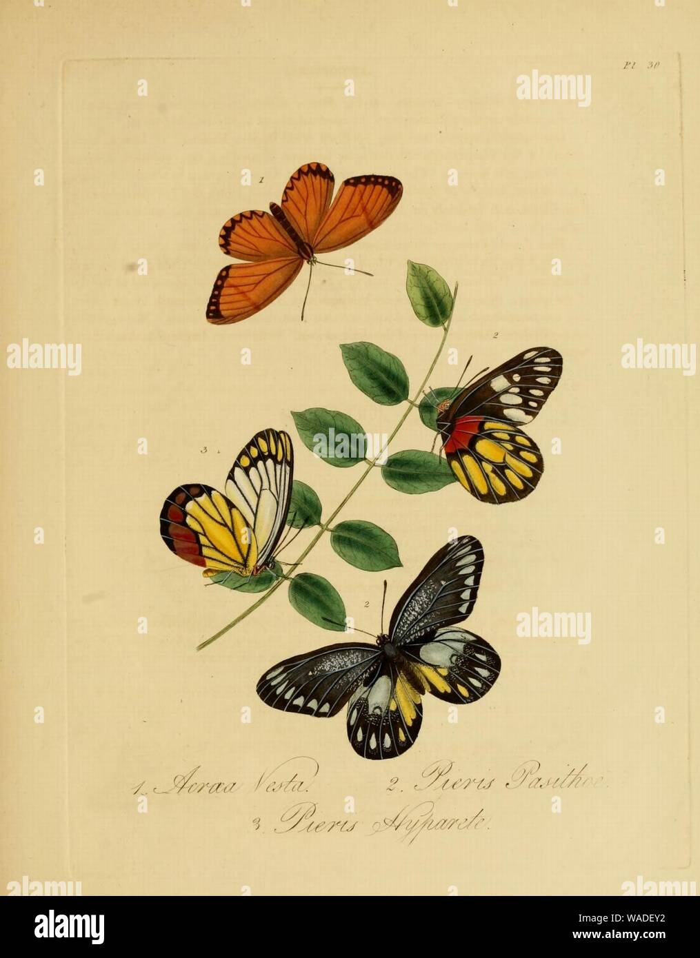 Donovan - Insects of China, 1838 - pl 30 Stock Photo - Alamy