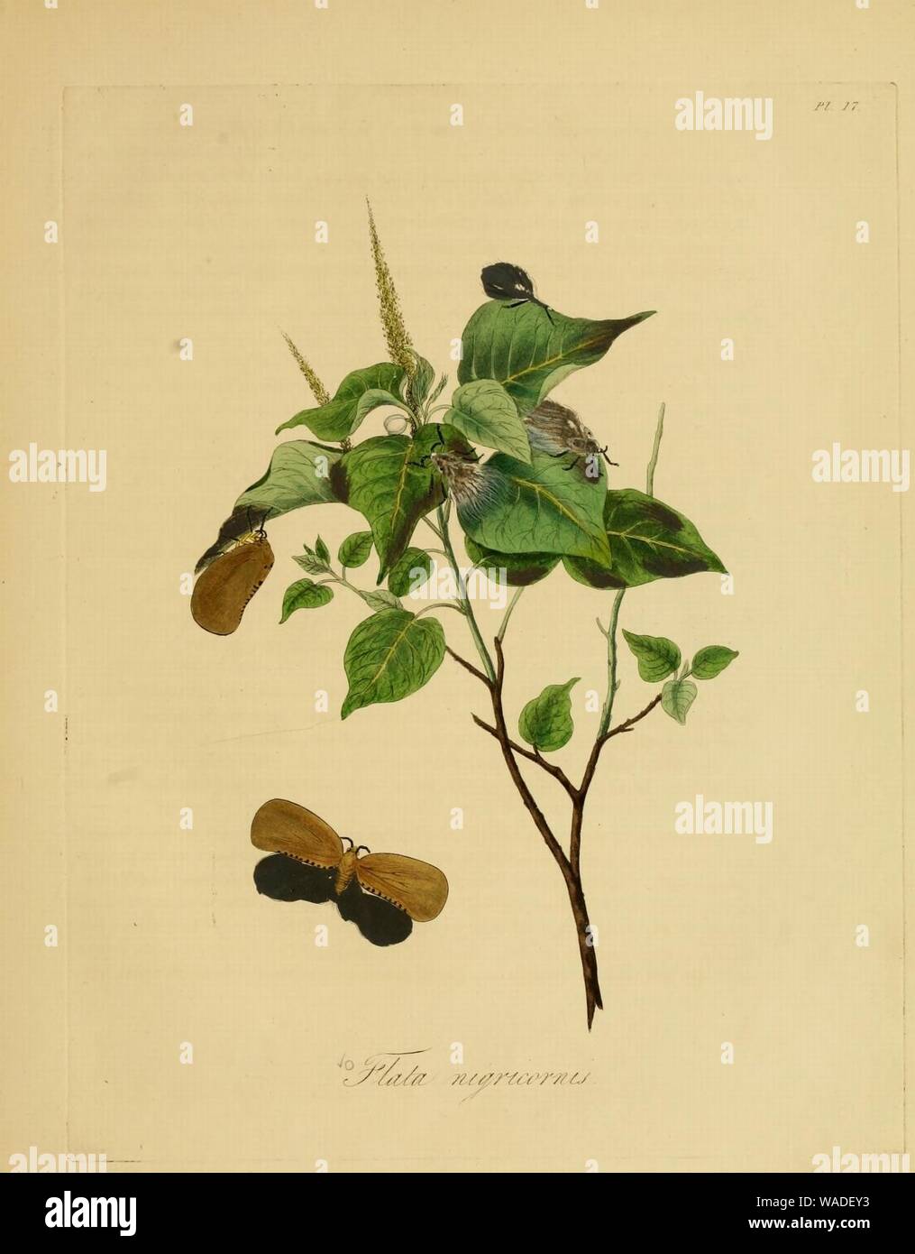 Insects of china hi-res stock photography and images - Alamy