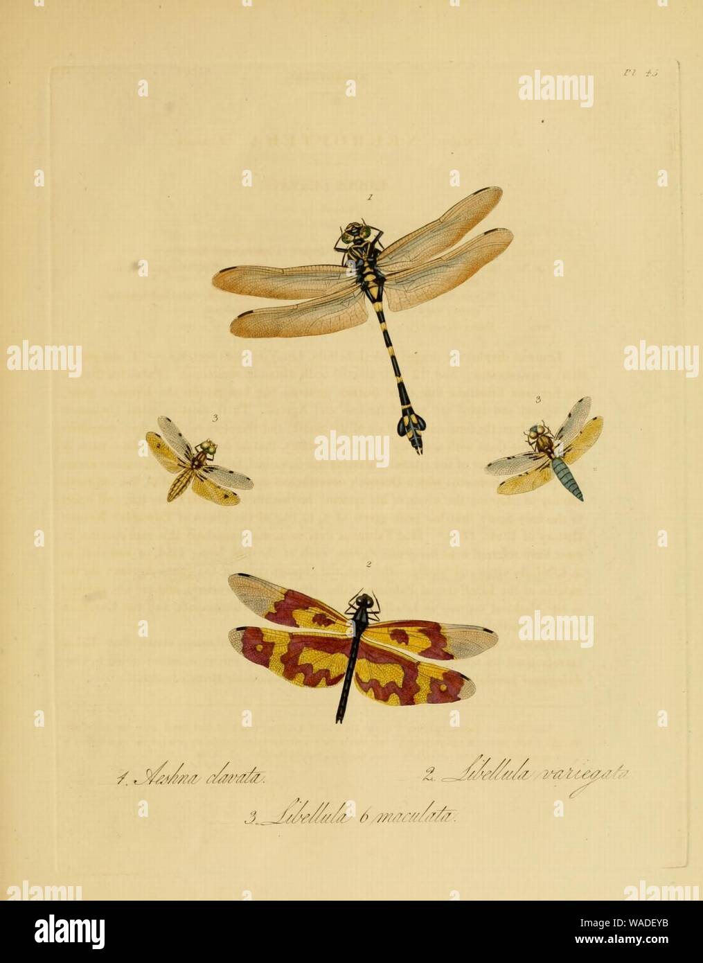 Donovan - Insects of China, 1838 - pl 45 Stock Photo - Alamy