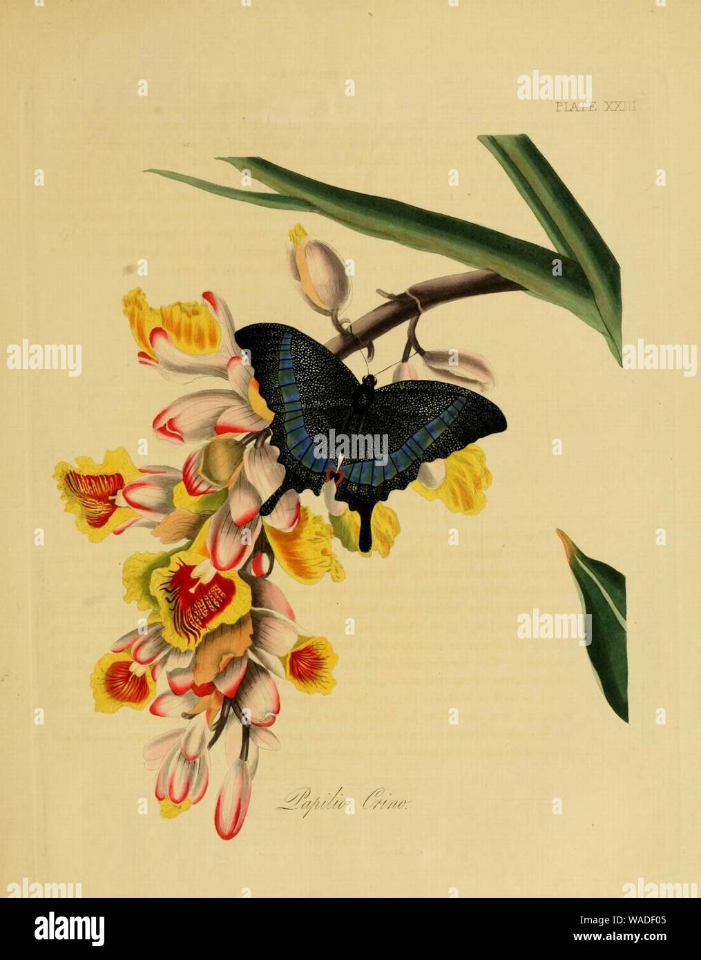 Donovan - Insects of China, 1838 - pl 23 Stock Photo - Alamy