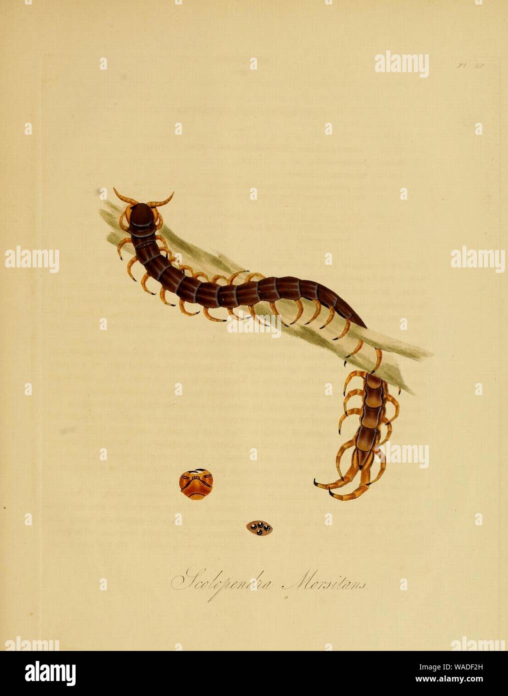 1838 50 hi-res stock photography and images - Alamy