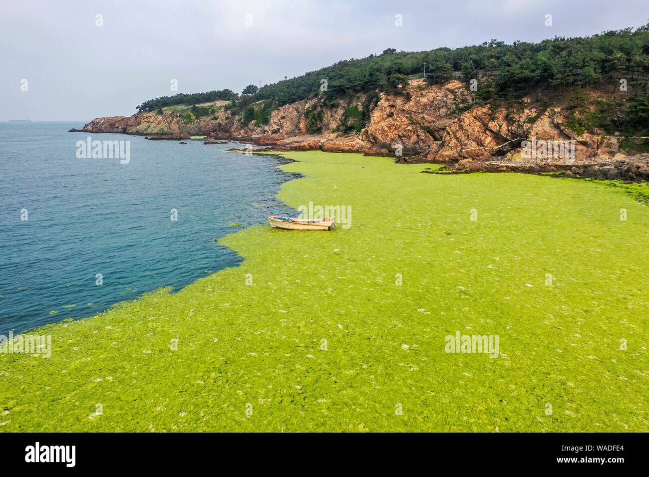 Blue green algae bloom china hi-res stock photography and images - Alamy