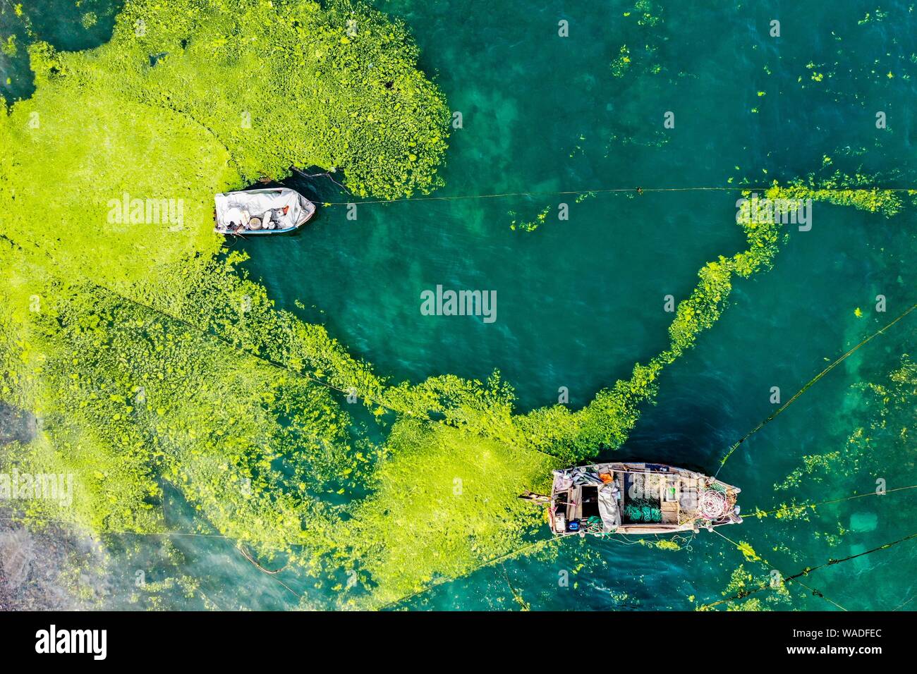 The sea water is covered with blue-green algae bloom along the beach in ...
