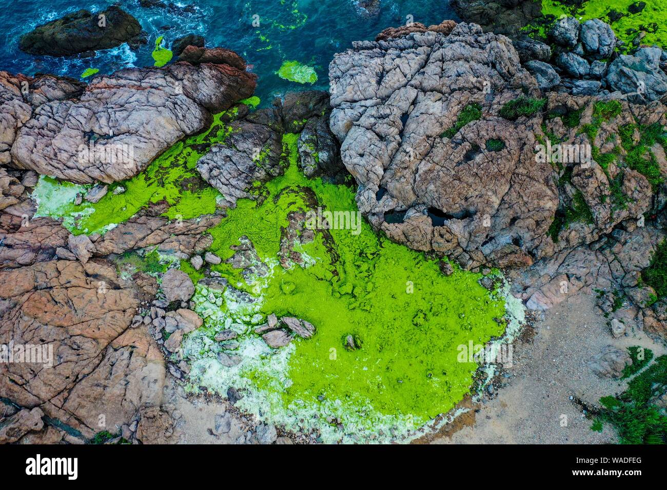The sea water is covered with blue-green algae bloom along the beach in ...
